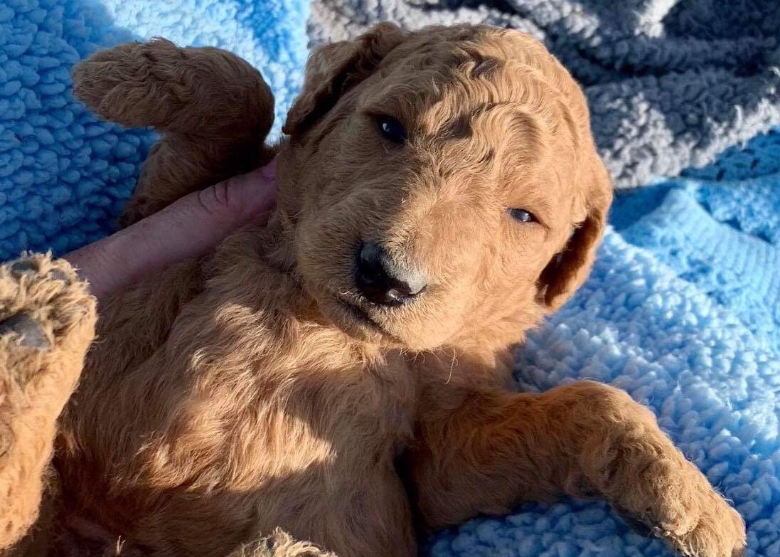 Goldendoodles & Poodles - Orchard Pups - Orchard Pups