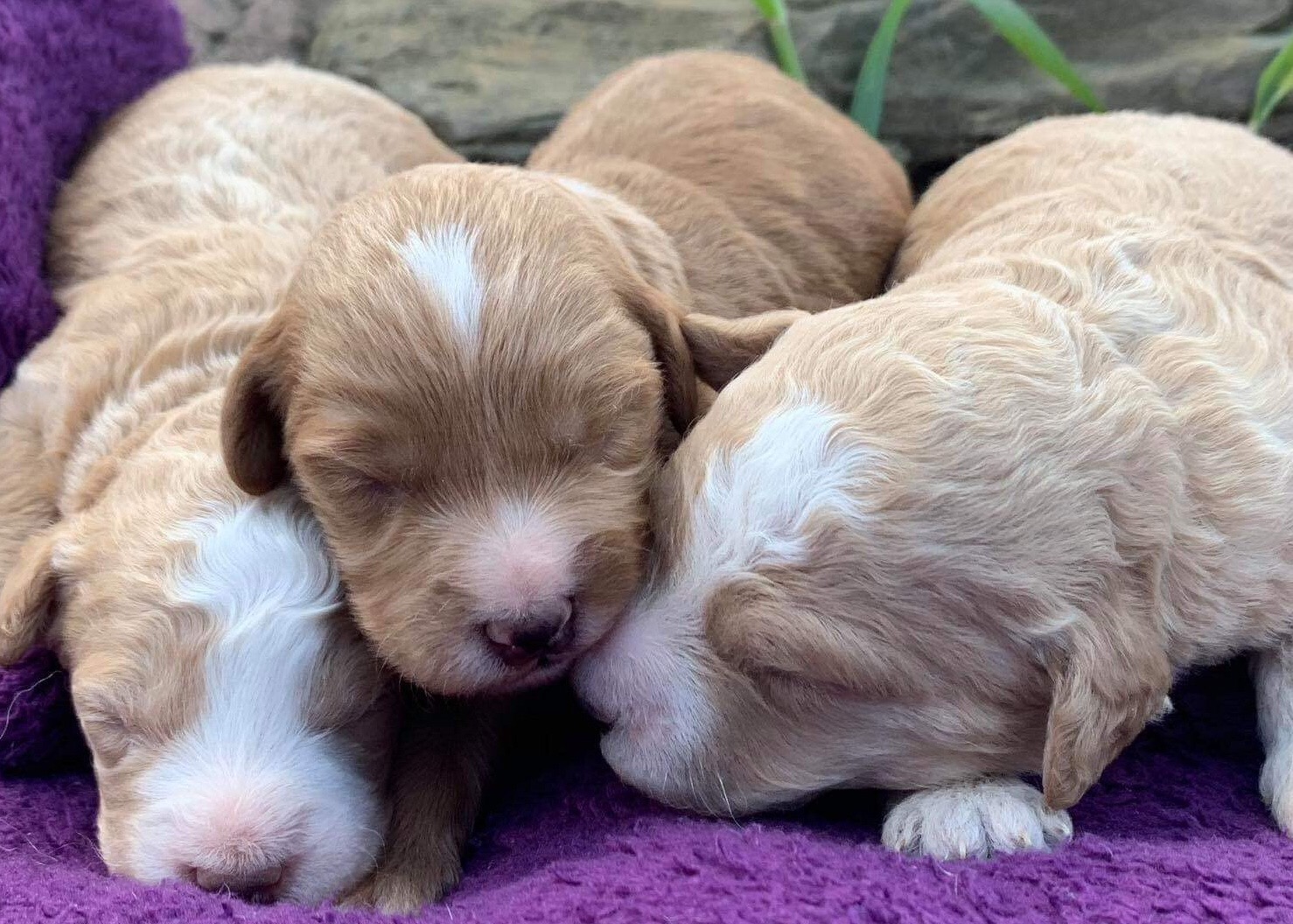 puppy for sale, goldendoodles for sale, puppies, ny, adopt, Rochester ...