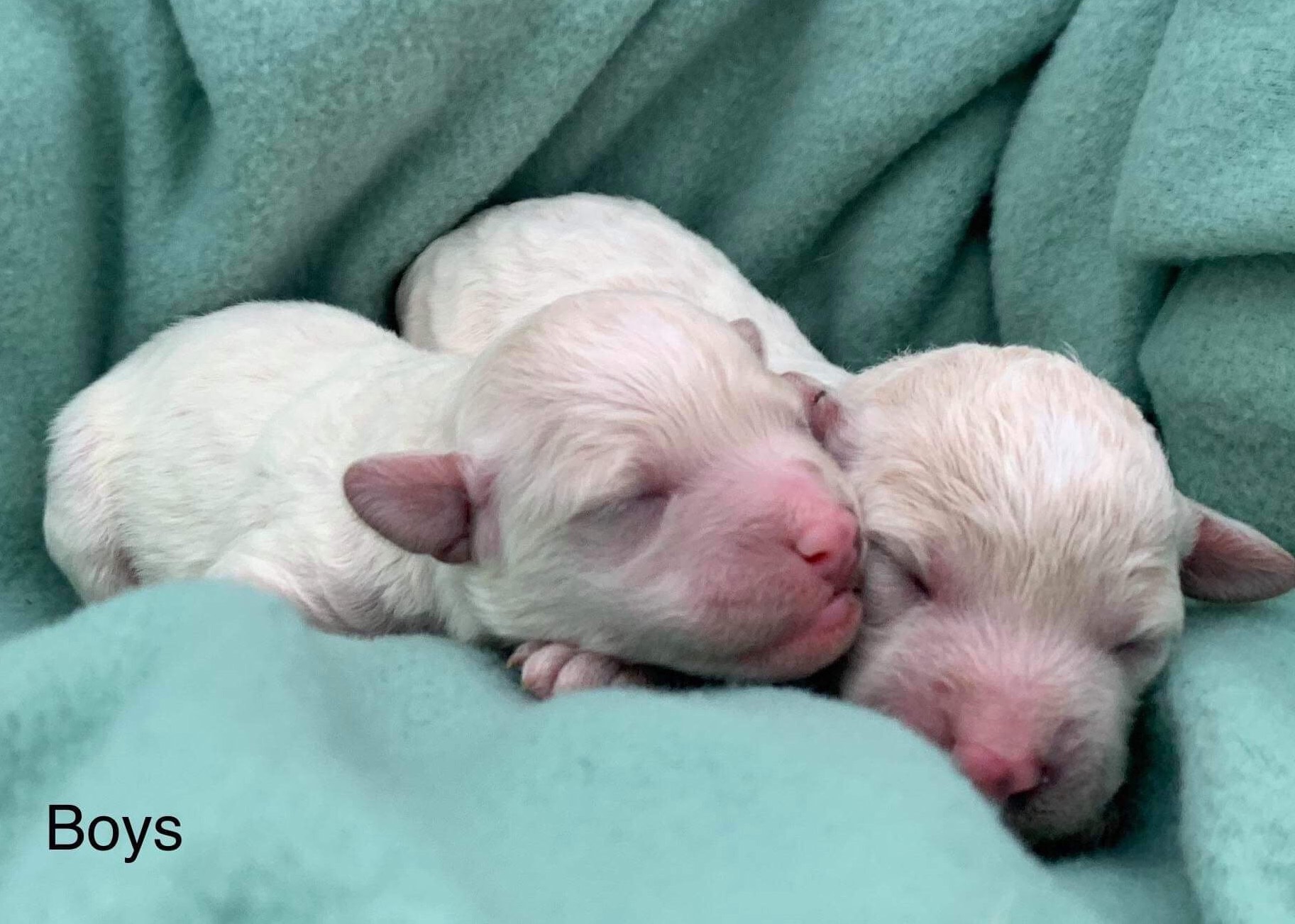 Our Smaller Pups - Orchard Pups - Orchard Pups