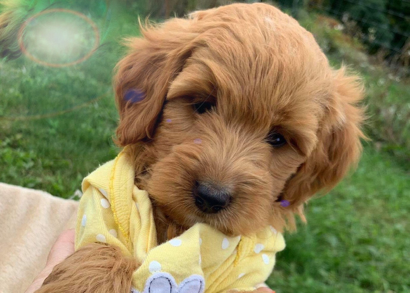 puppy for sale, goldendoodles for sale, puppies, ny, adopt, Rochester ...