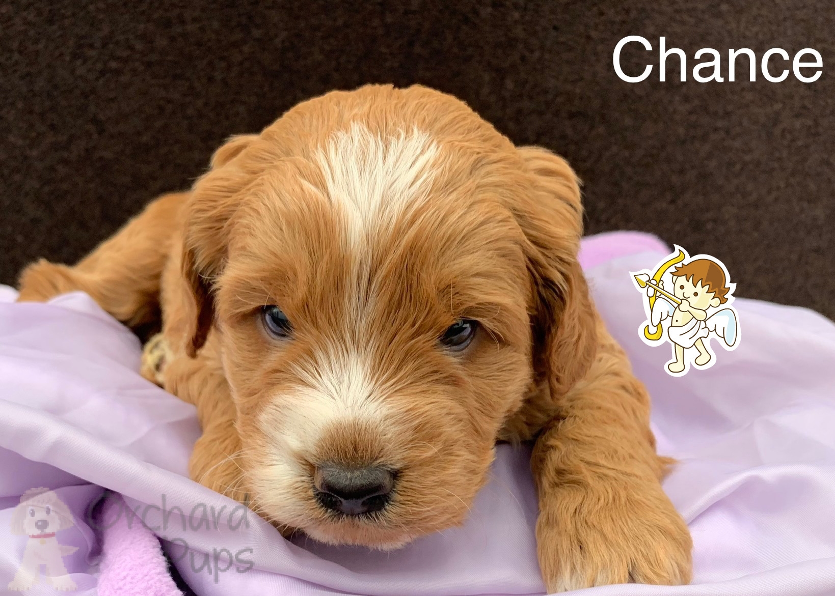 puppy for sale, goldendoodles for sale, puppies, ny, adopt, Rochester ...