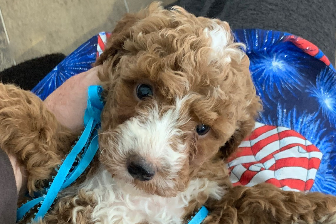 Goldendoodles & Poodles - Orchard Pups - Orchard Pups
