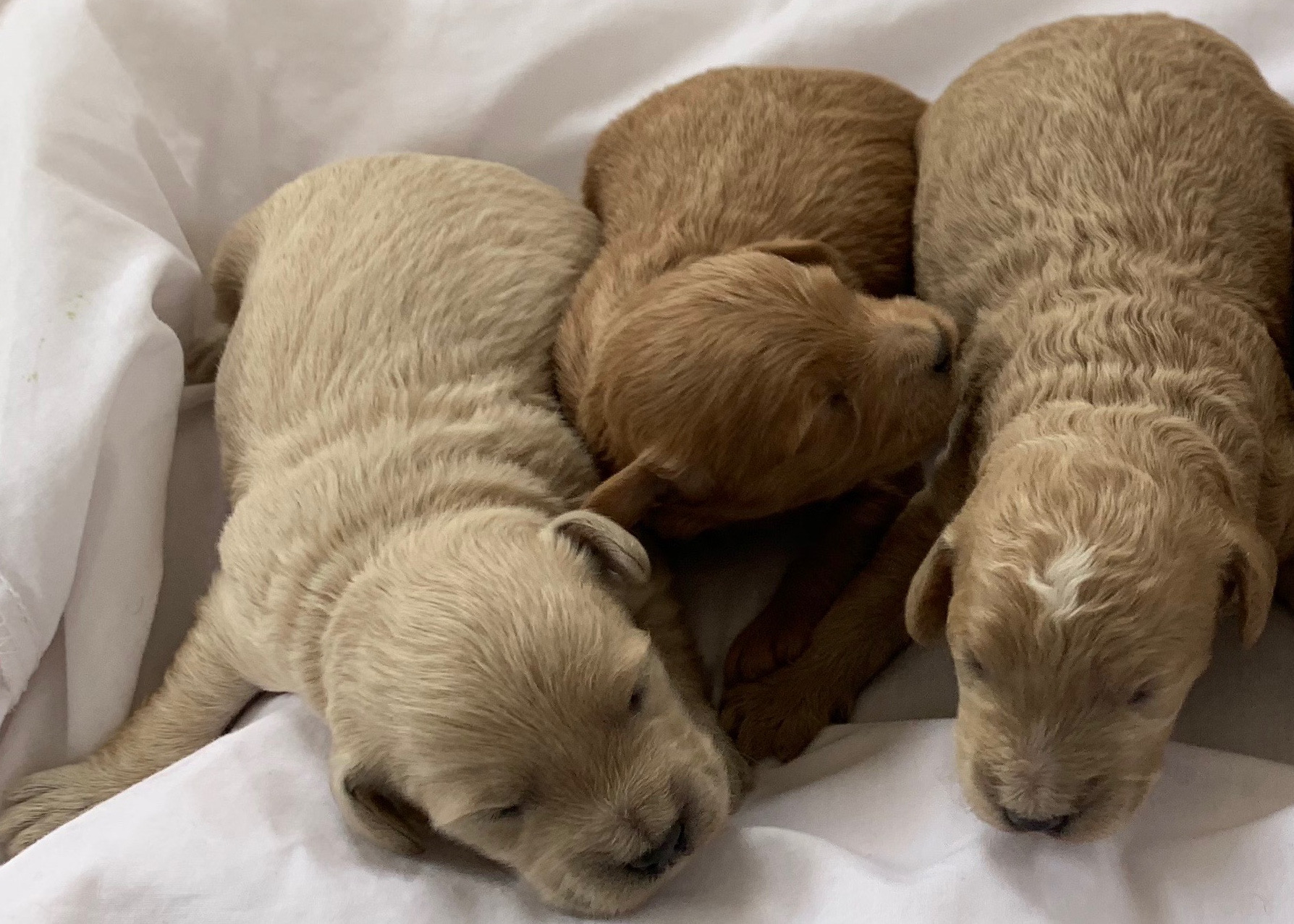 puppy for sale, goldendoodles for sale, puppies, ny, adopt, Rochester ...