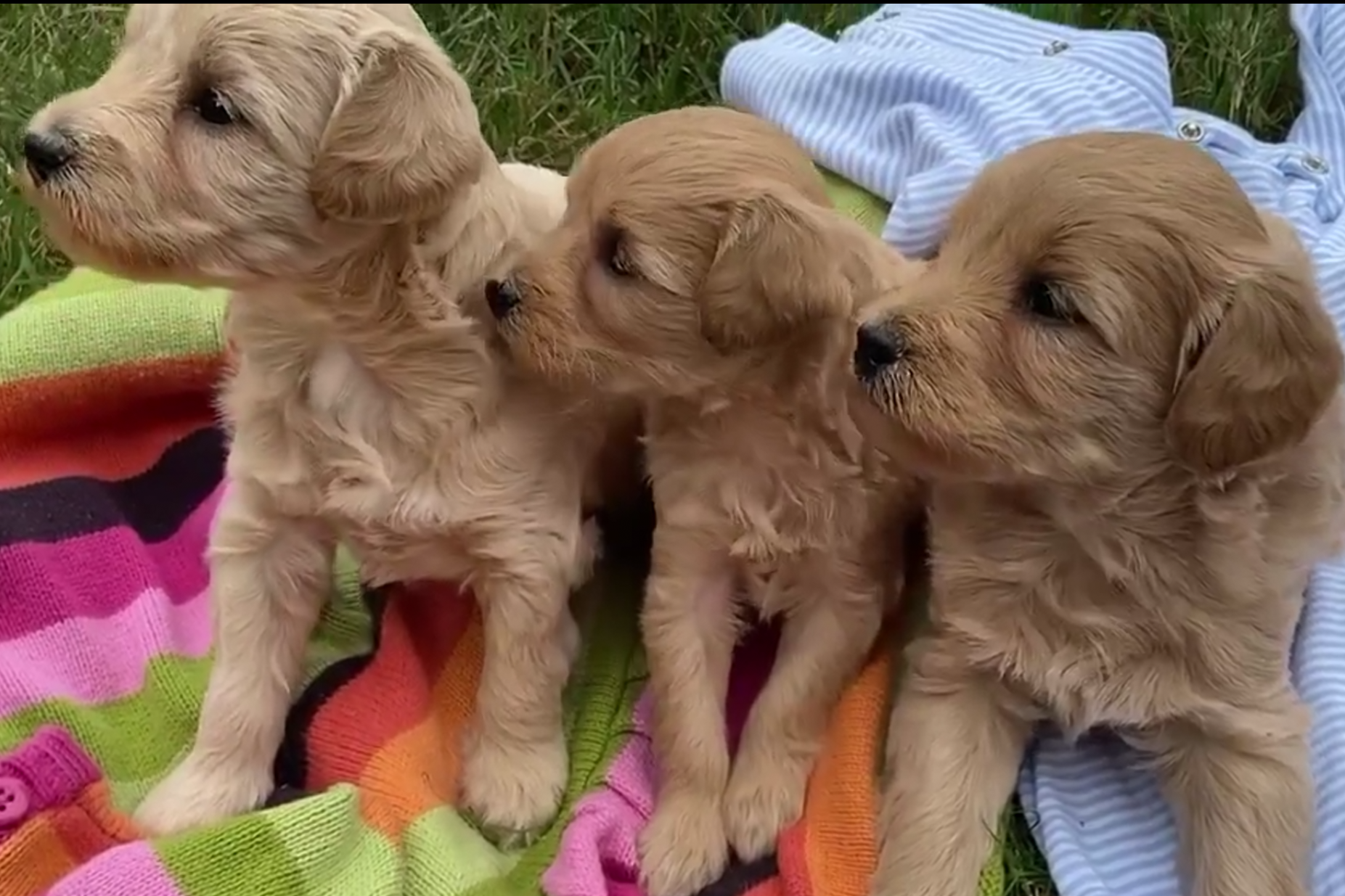 Goldendoodles & Poodles - Orchard Pups - Orchard Pups